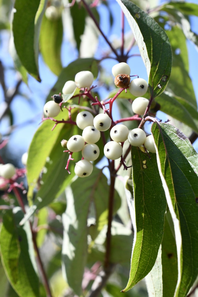 Cornus Racemosa Gray Dogwood Native Plant Seeds - Etsy
