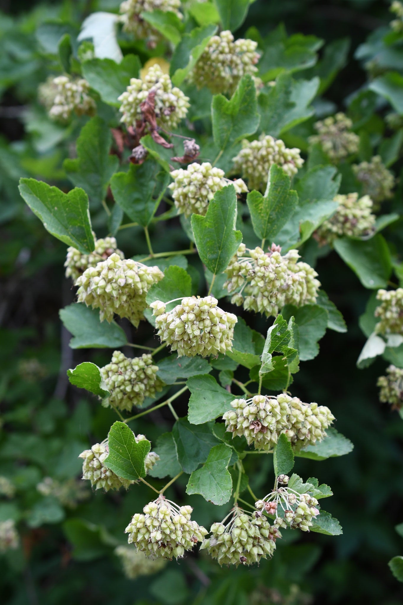 Physocarpus Opulifolius, Ninebark Native Plant Seeds - Etsy