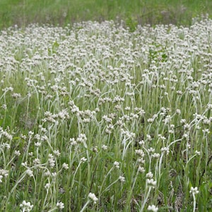Antennaria Parlinii, Parlin's Pussytoes | Native Plant Seeds - Etsy