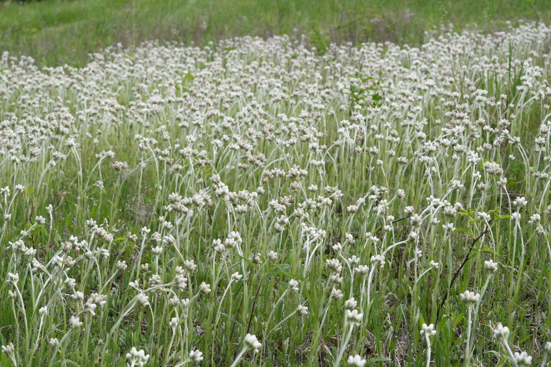 Antennaria Parlinii, Parlin's Pussytoes | Native Plant Seeds - Etsy