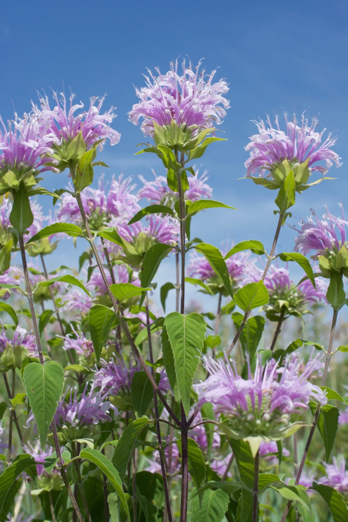 Cool Bergamot Bee Balm Photos