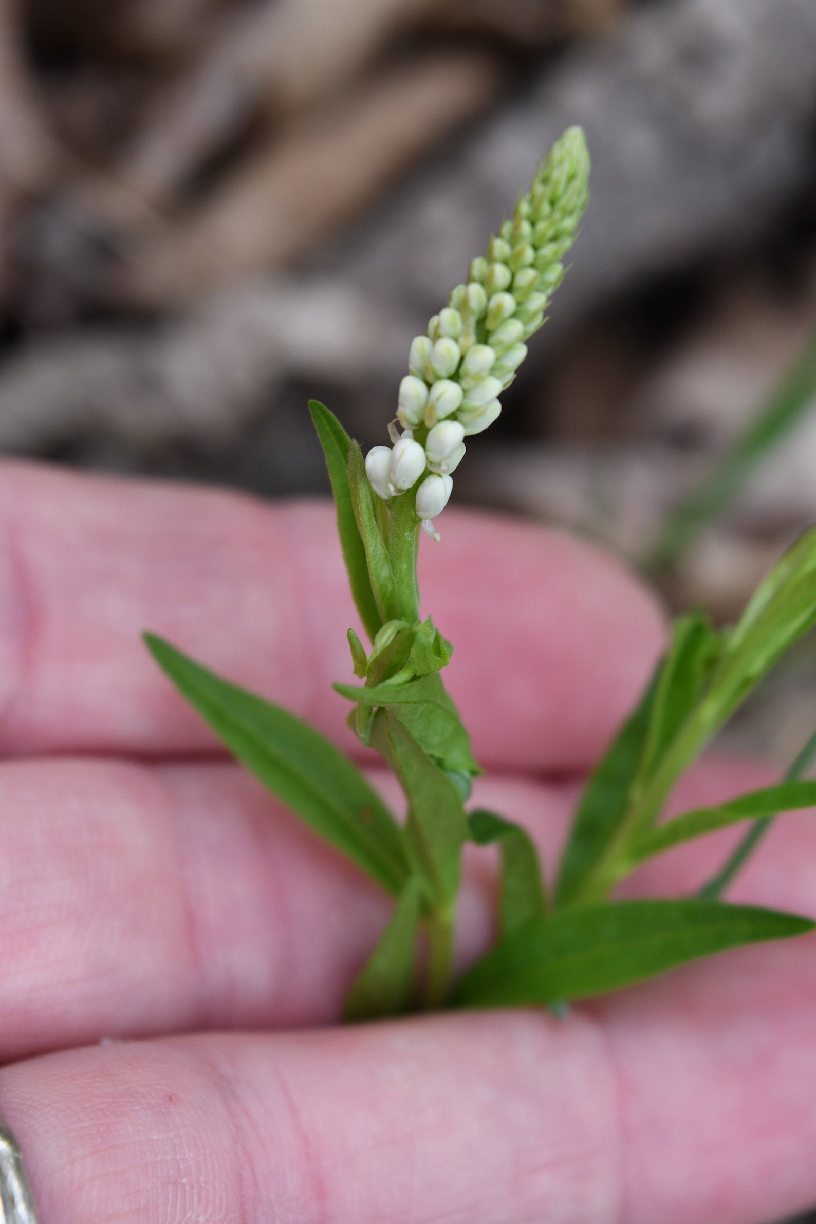 Seneca Snakeroot, Polygala Senega | Native Plant Seeds - Etsy