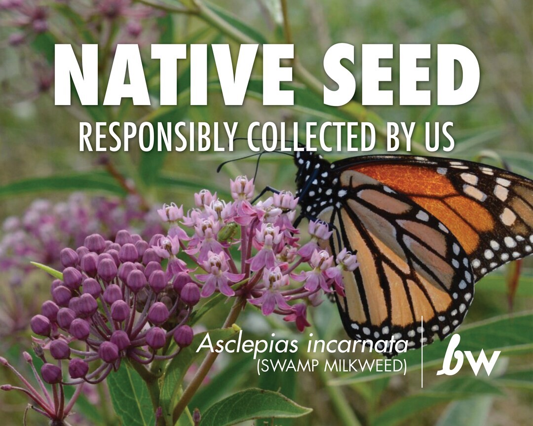 Asclepias Incarnata, Swamp Milkweed, Rose Milkweed | Native Plant Seeds ...