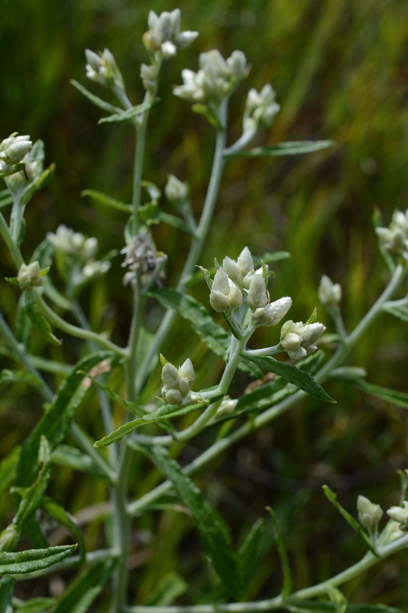 Pseudognaphalium Obtusifolium, Sweet Everlasting, Old-field Balsam ...