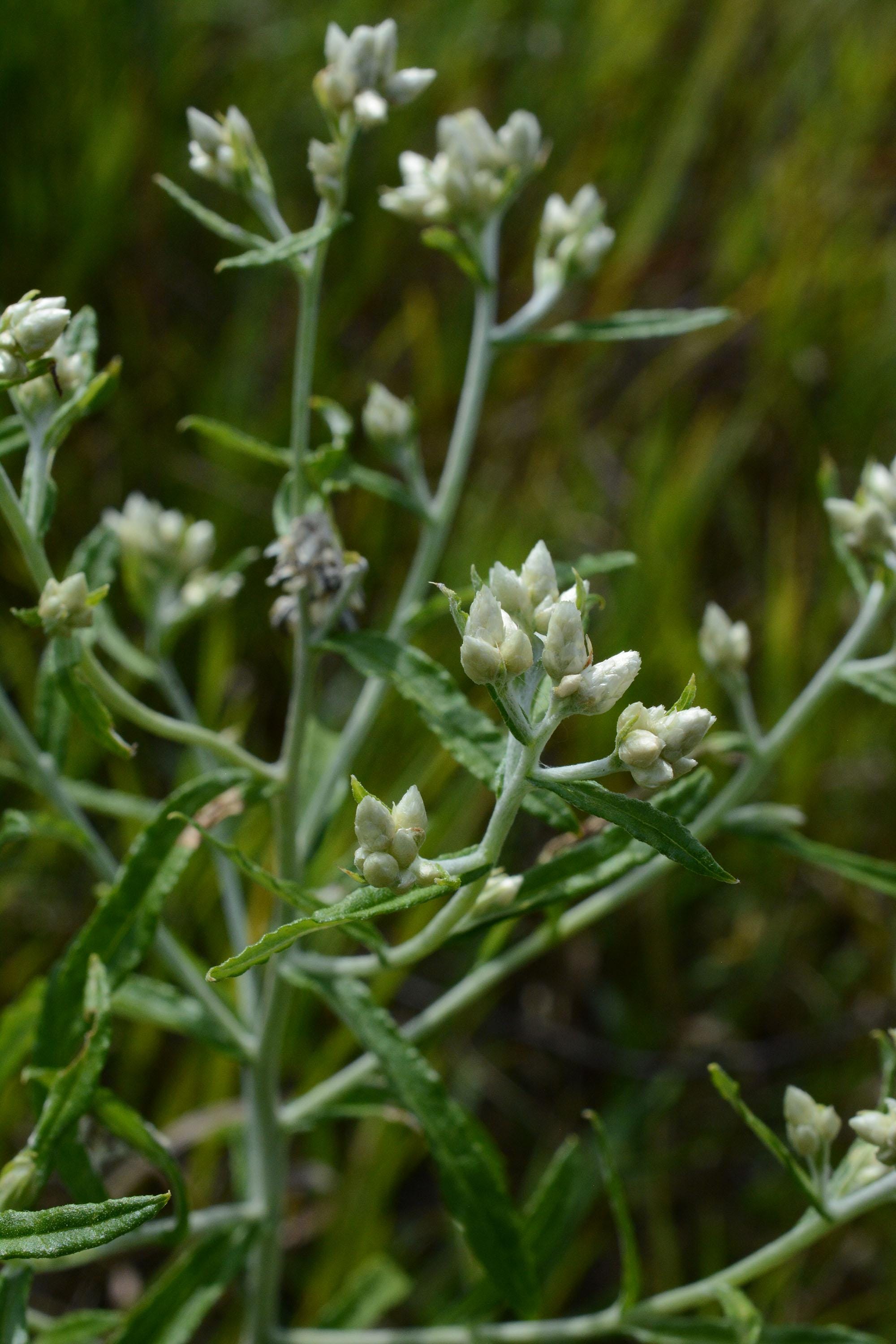 Pseudognaphalium Obtusifolium, Sweet Everlasting, Old-field Balsam ...