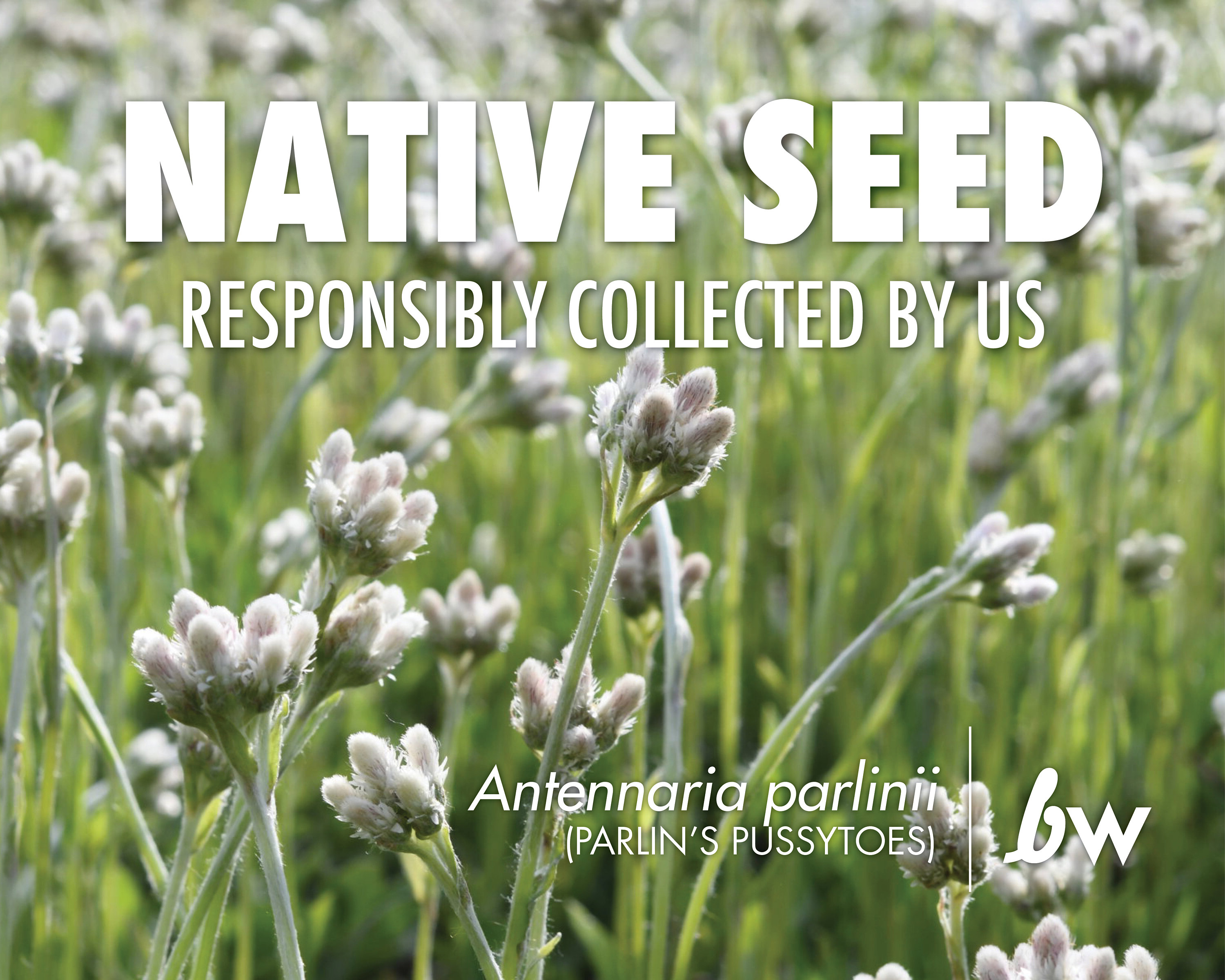 Antennaria Parlinii, Parlin's Pussytoes | Native Plant Seeds - Etsy