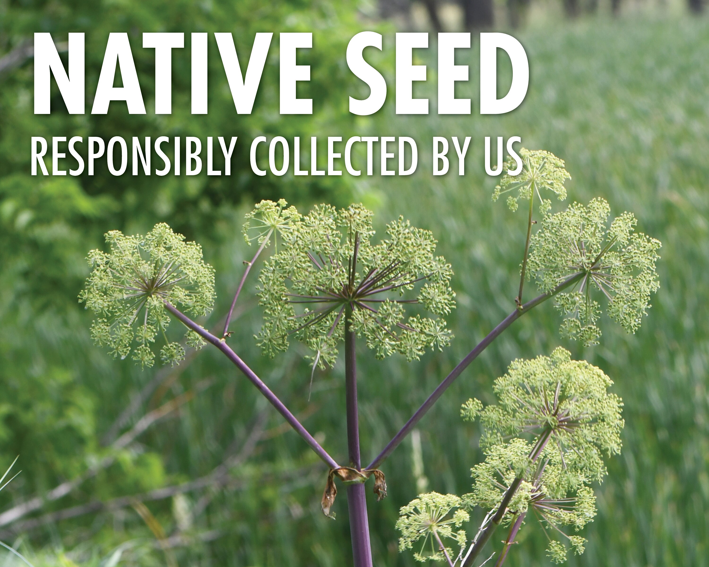 Angelica Angelica Atropurpurea Native Plant Seeds - Etsy UK