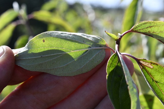Cornus Racemosa Leaf