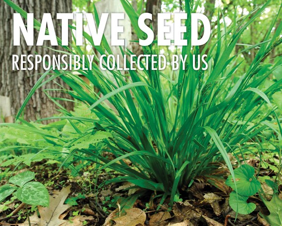 White Bear Sedge Carex Albursina Native Plant Seeds - Etsy