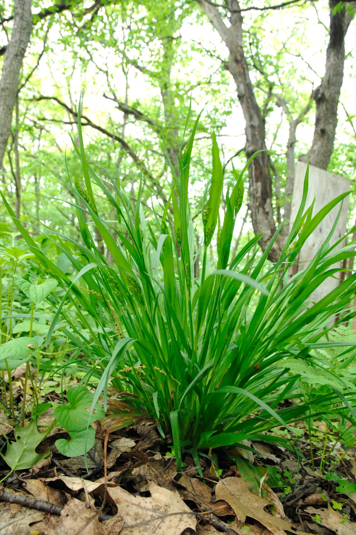 White Bear Sedge Carex Albursina Native Plant Seeds - Etsy