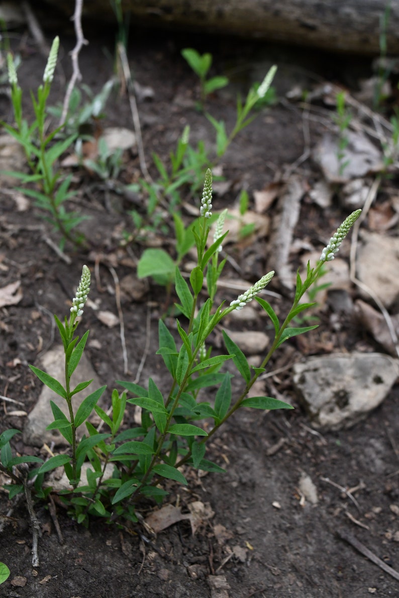 Seneca Snakeroot, Polygala Senega | Native Plant Seeds - Etsy