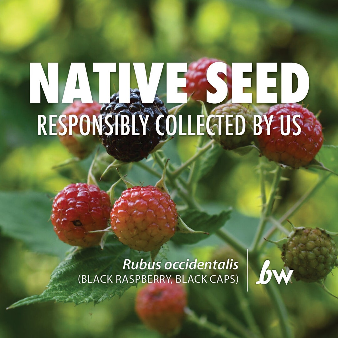 Rubus Occidentalis, Black Raspberry, Black Caps | Native Plant Seeds - Etsy