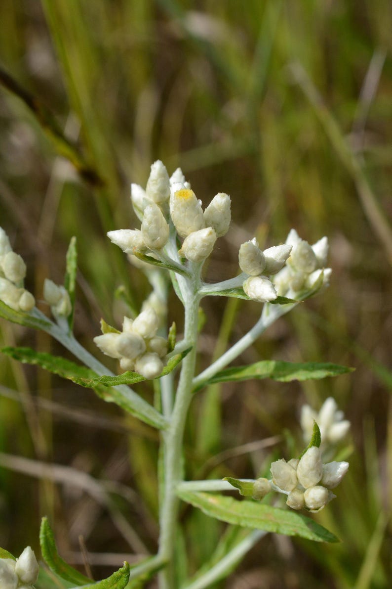 Pseudognaphalium Obtusifolium, Sweet Everlasting, Old-field Balsam ...