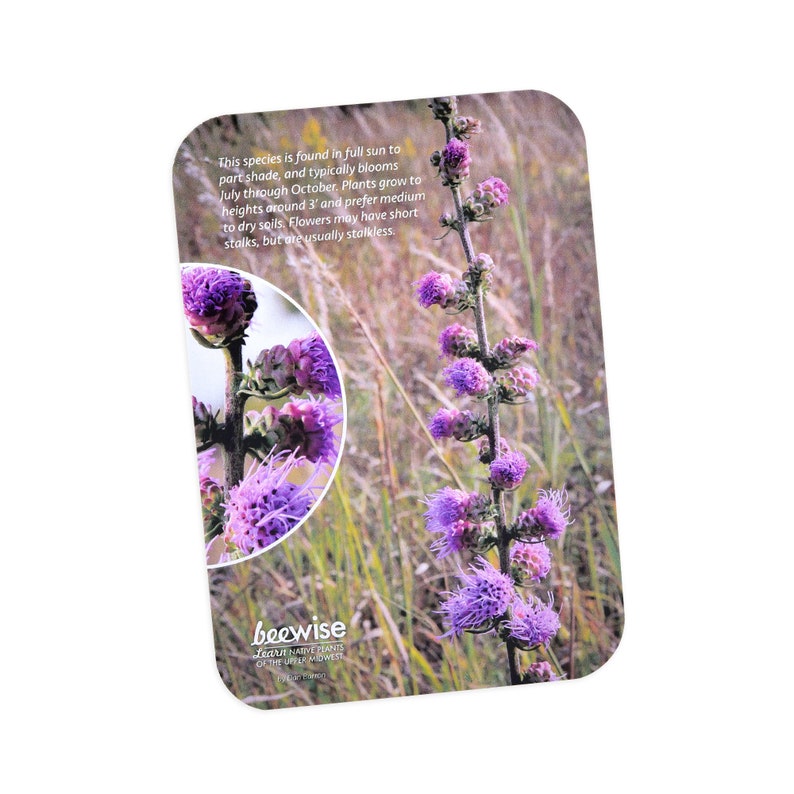 Flash Cards to Learn Native Plant Names, Learn Native Plants of the ...
