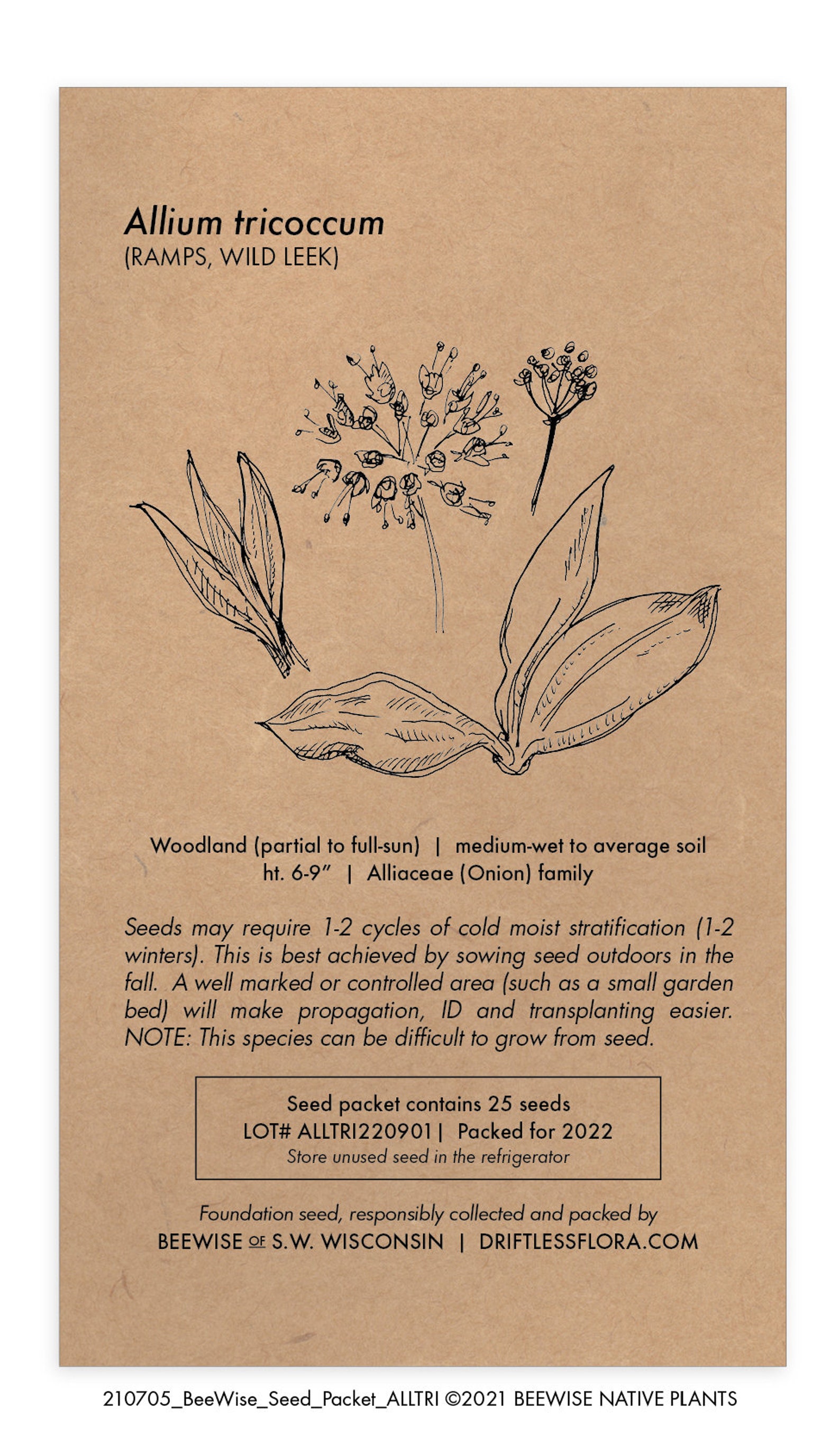 Allium Tricoccum Ramps Wild Leek Native Plant Seeds - Etsy