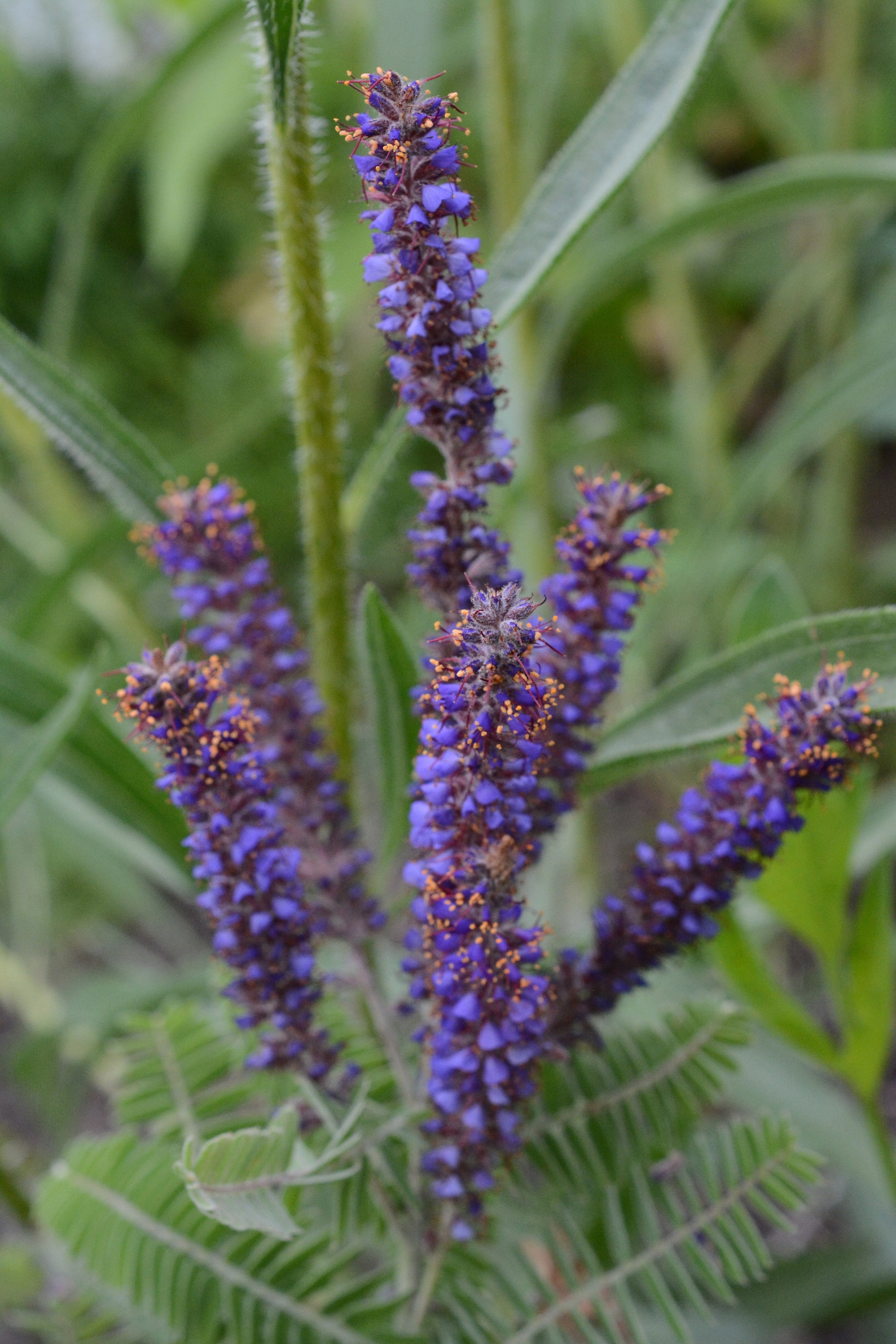 Amorpha Canescens, Lead Plant | Native Plant Seeds - Etsy