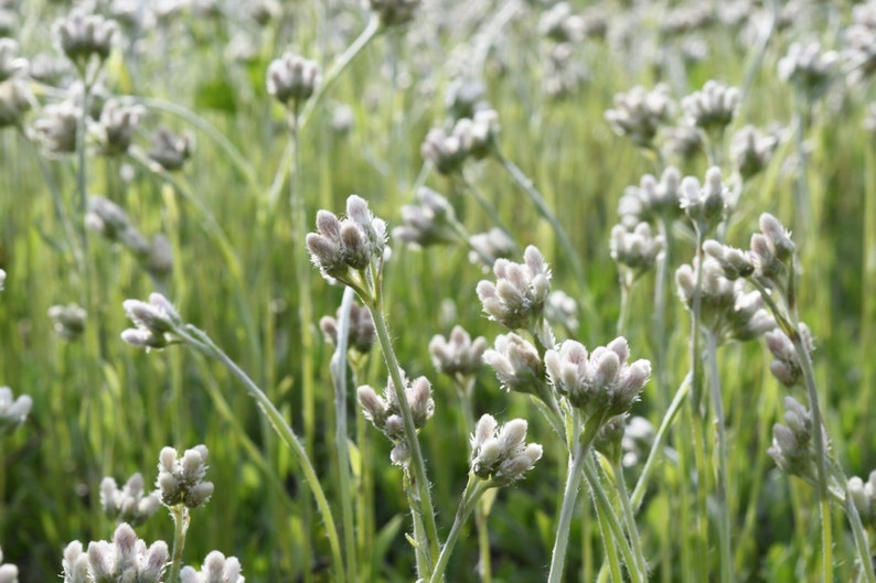 Antennaria Parlinii, Parlin's Pussytoes | Native Plant Seeds - Etsy