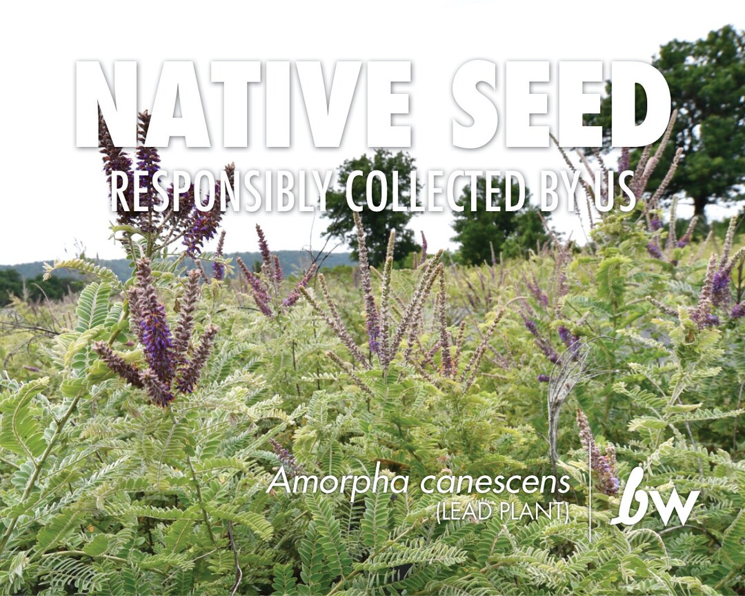 Amorpha Canescens, Lead Plant | Native Plant Seeds - Etsy