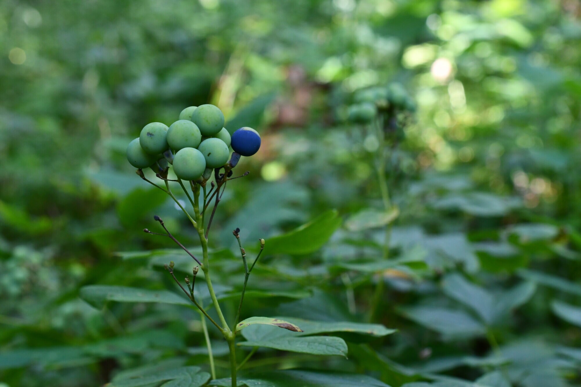 Blue Cohosh Caulophyllum Thalictroides Native Plant Seeds | Etsy