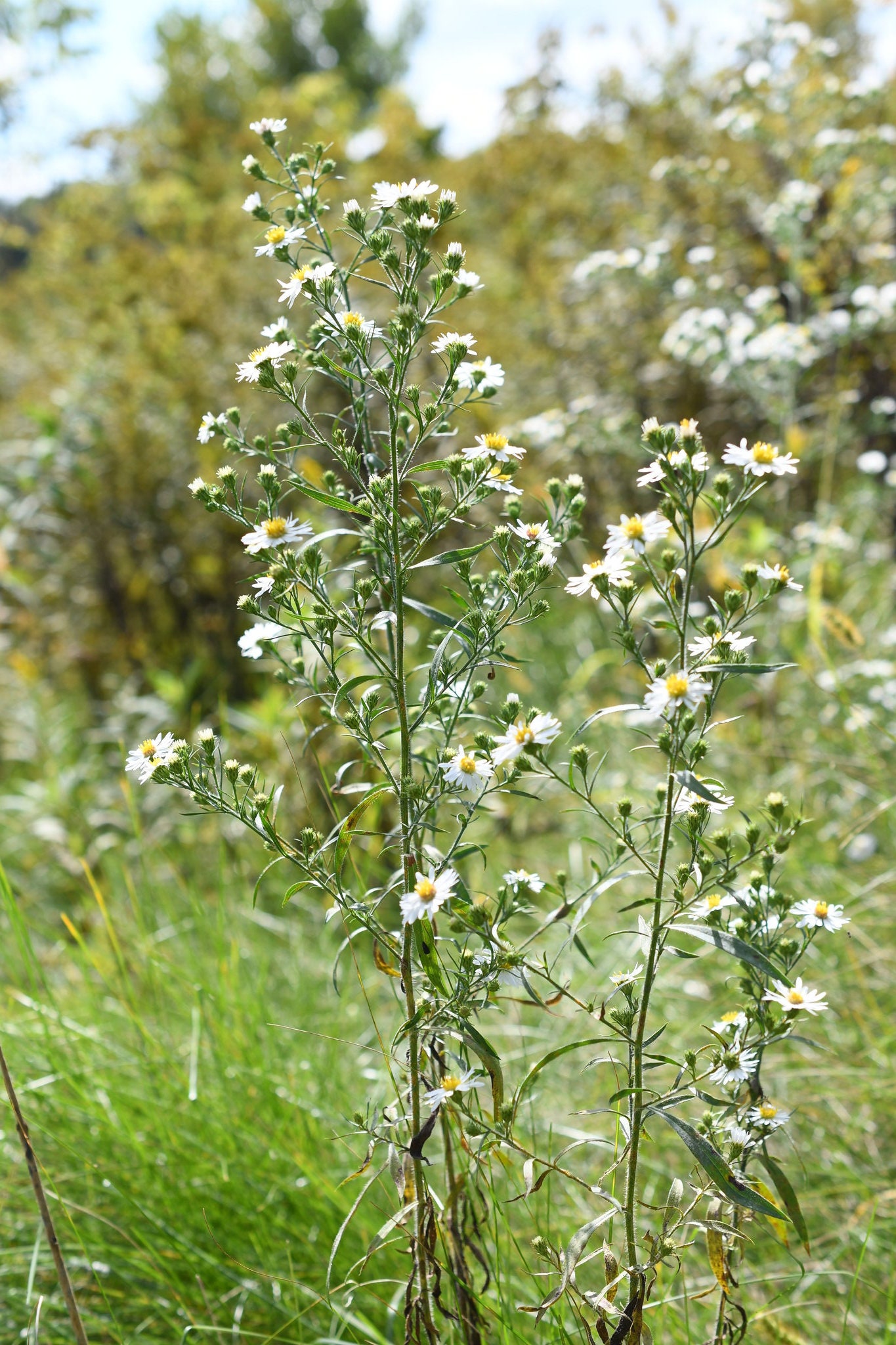 Symphyotrichum Pilosum, Frost Aster, Awl Aster Native Plant Seeds - Etsy