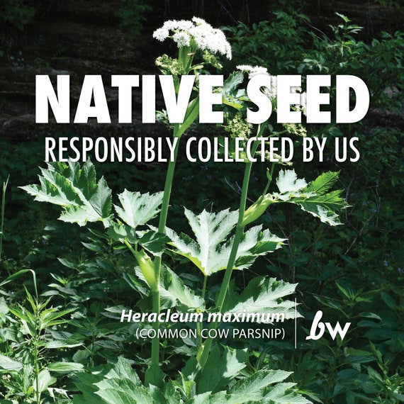 Common Cow Parsnip Cow Parsnip Seeds (Heracleum Maximum) — Northwest