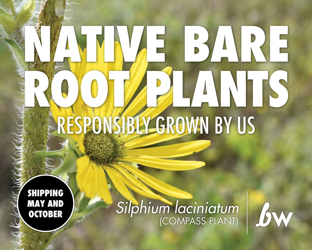 Silphium Laciniatum, Compass Plant | Bare Root Native Plant - Etsy