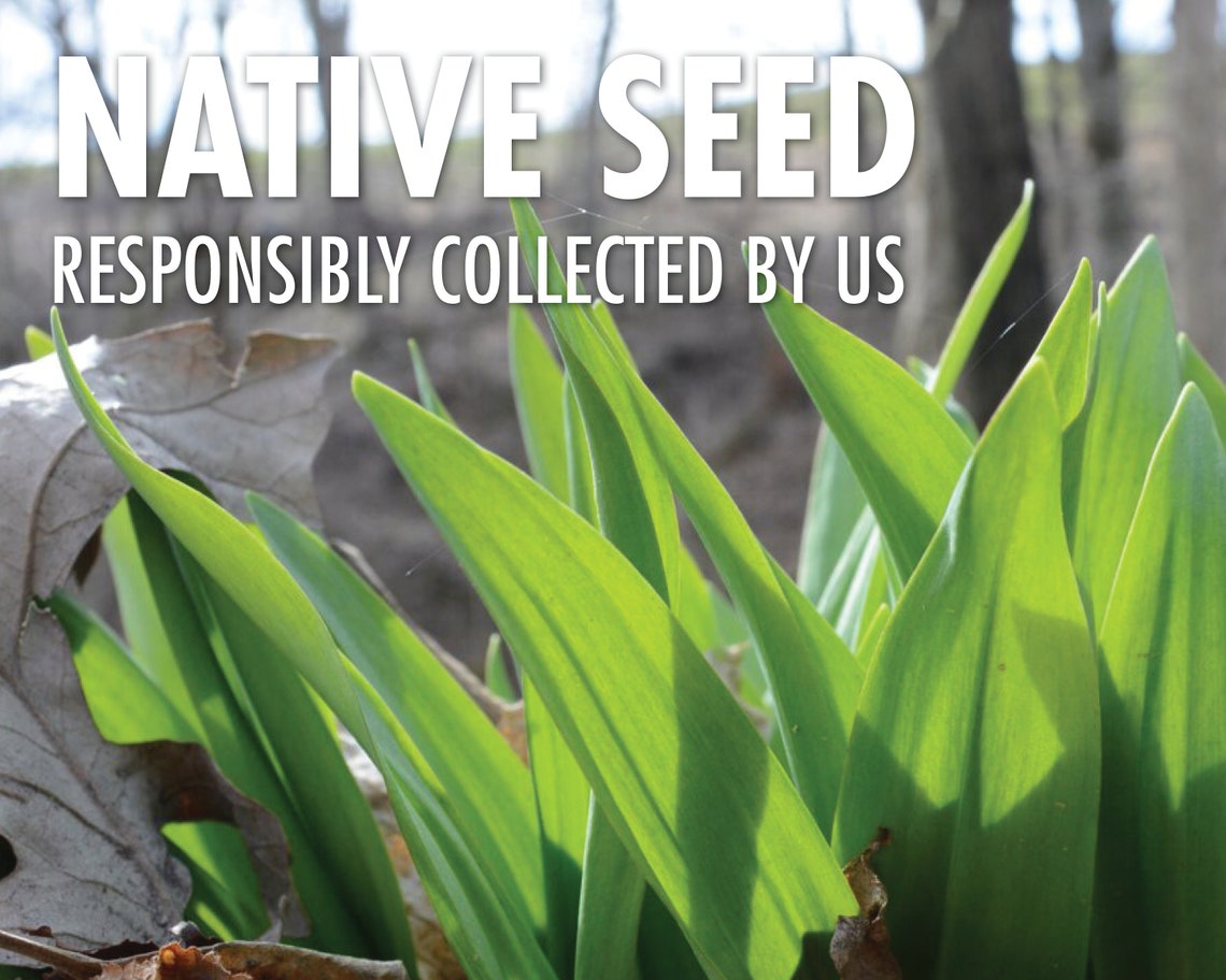 Allium Tricoccum Ramps Wild Leek Native Plant Seeds - Etsy