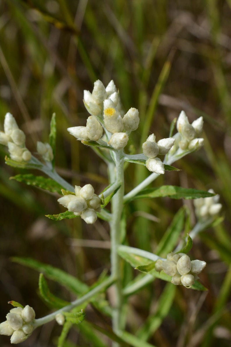 Pseudognaphalium Obtusifolium, Sweet Everlasting, Old-field Balsam ...