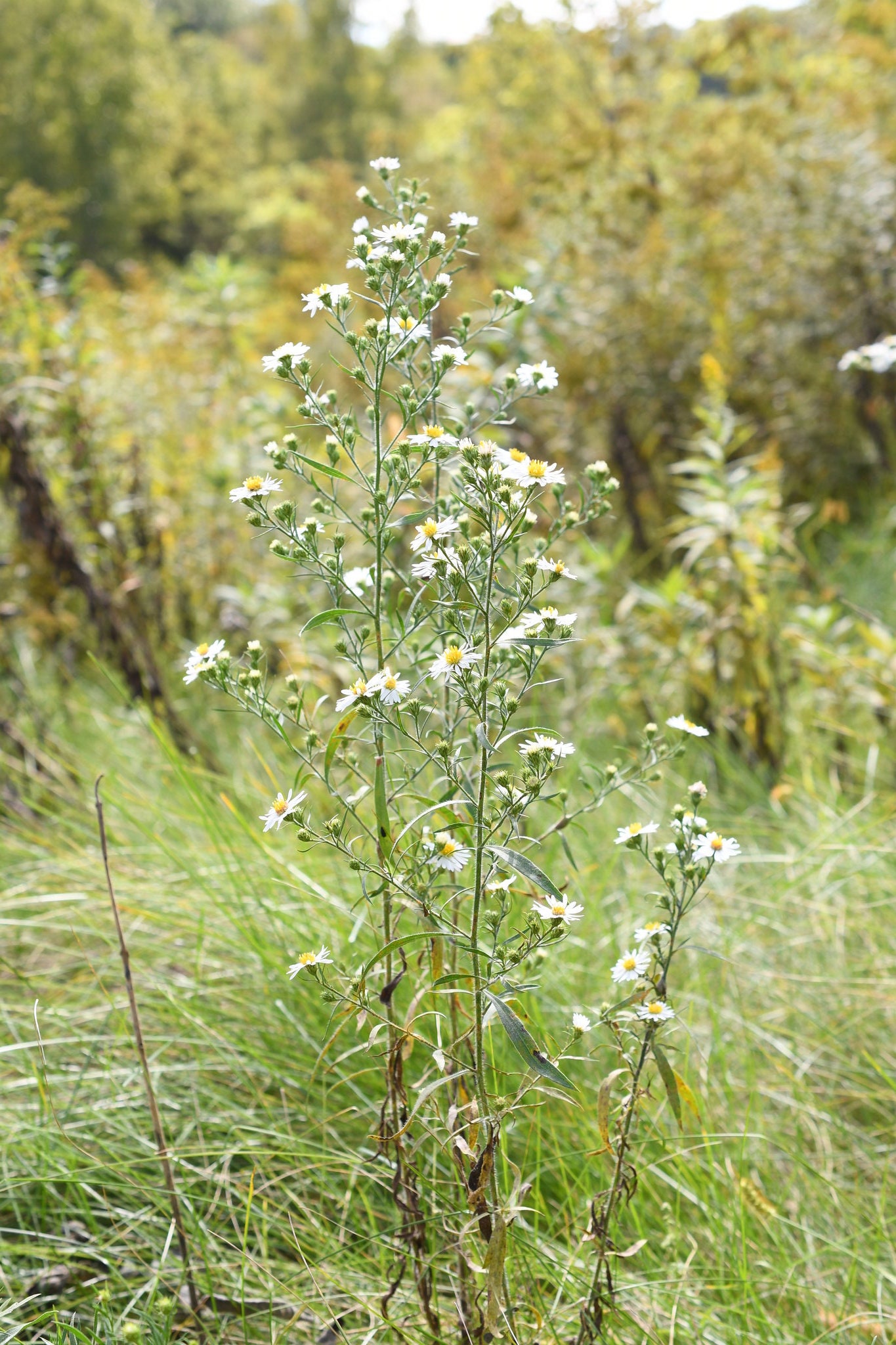 Symphyotrichum Pilosum, Frost Aster, Awl Aster Native Plant Seeds - Etsy