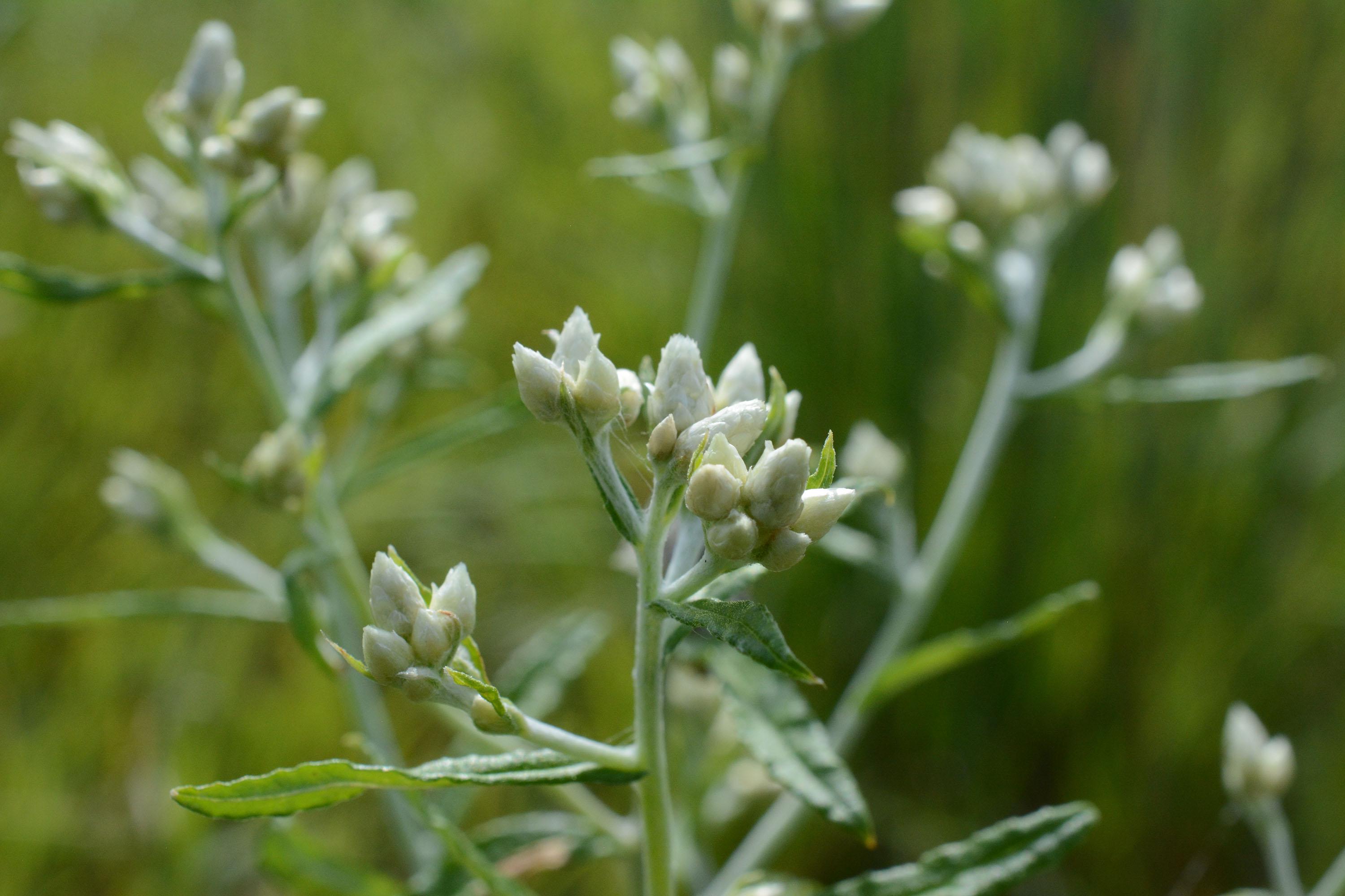 Pseudognaphalium Obtusifolium, Sweet Everlasting, Old-field Balsam ...