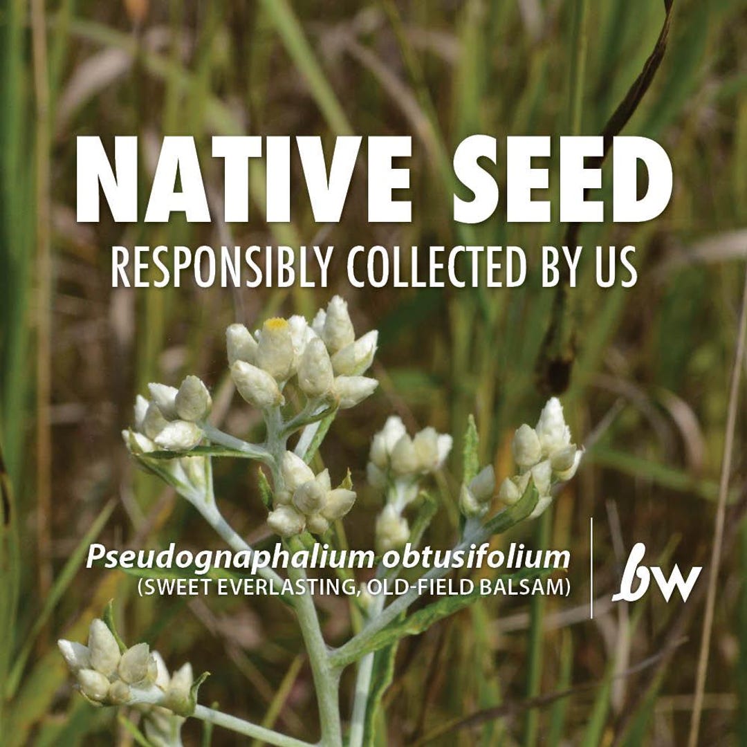 Pseudognaphalium Obtusifolium, Sweet Everlasting, Old-field Balsam ...