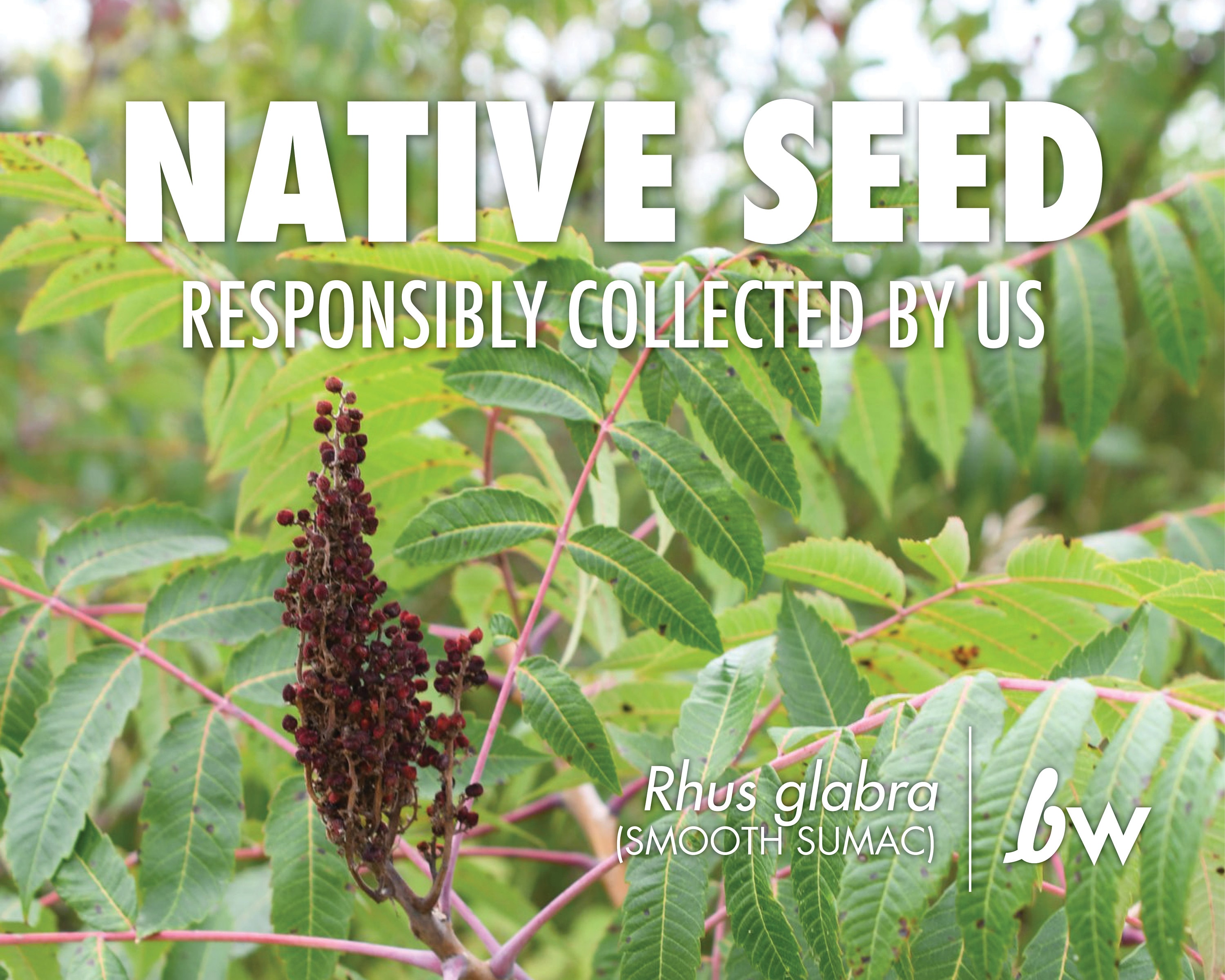 Rhus Glabra, Smooth Sumac Native Plant Seeds - Etsy