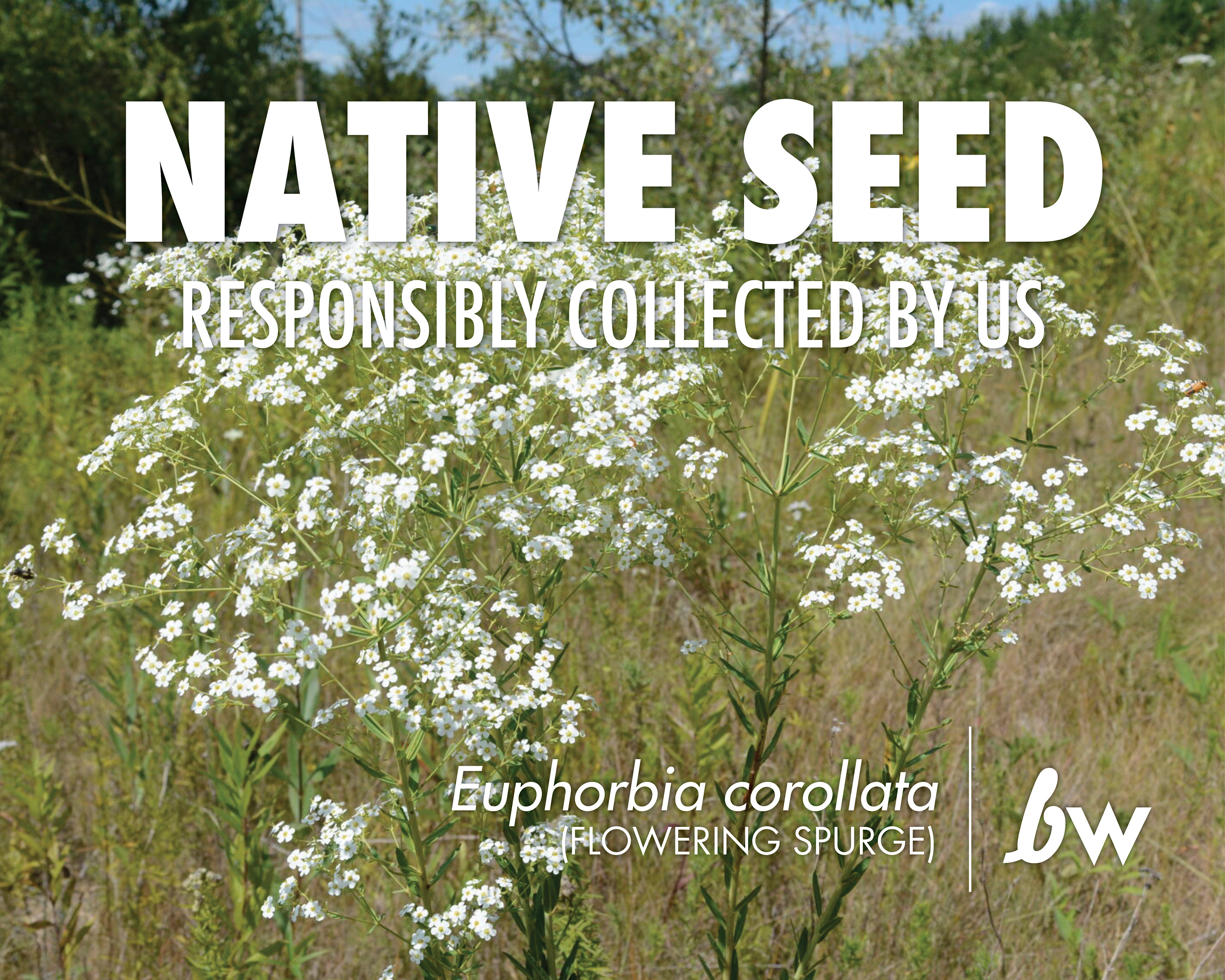 Euphorbia Corollata, Flowering Spurge Native Plant Seeds - Etsy