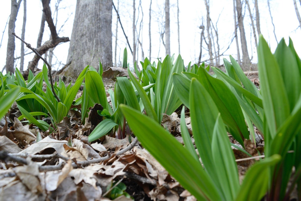 Allium Tricoccum Ramps Wild Leek Native Plant Seeds - Etsy