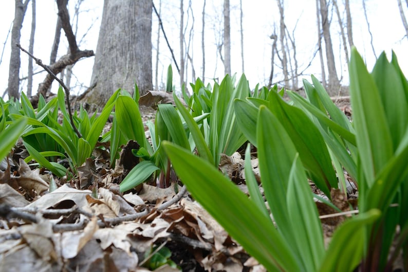Allium Tricoccum Ramps Wild Leek Native Plant Seeds - Etsy