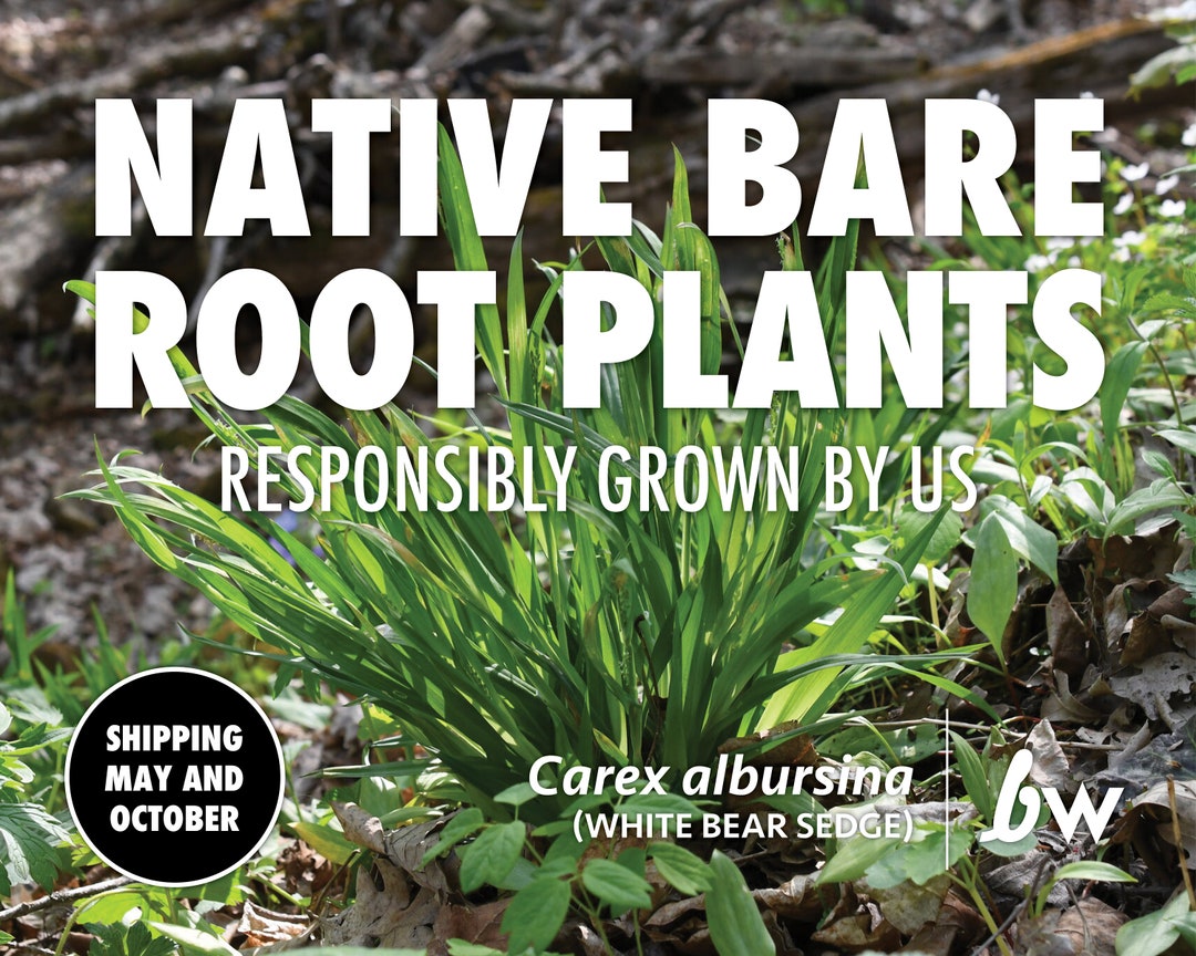 White Bear Sedge, Carex Albursina Bare Root Native Plant - Etsy