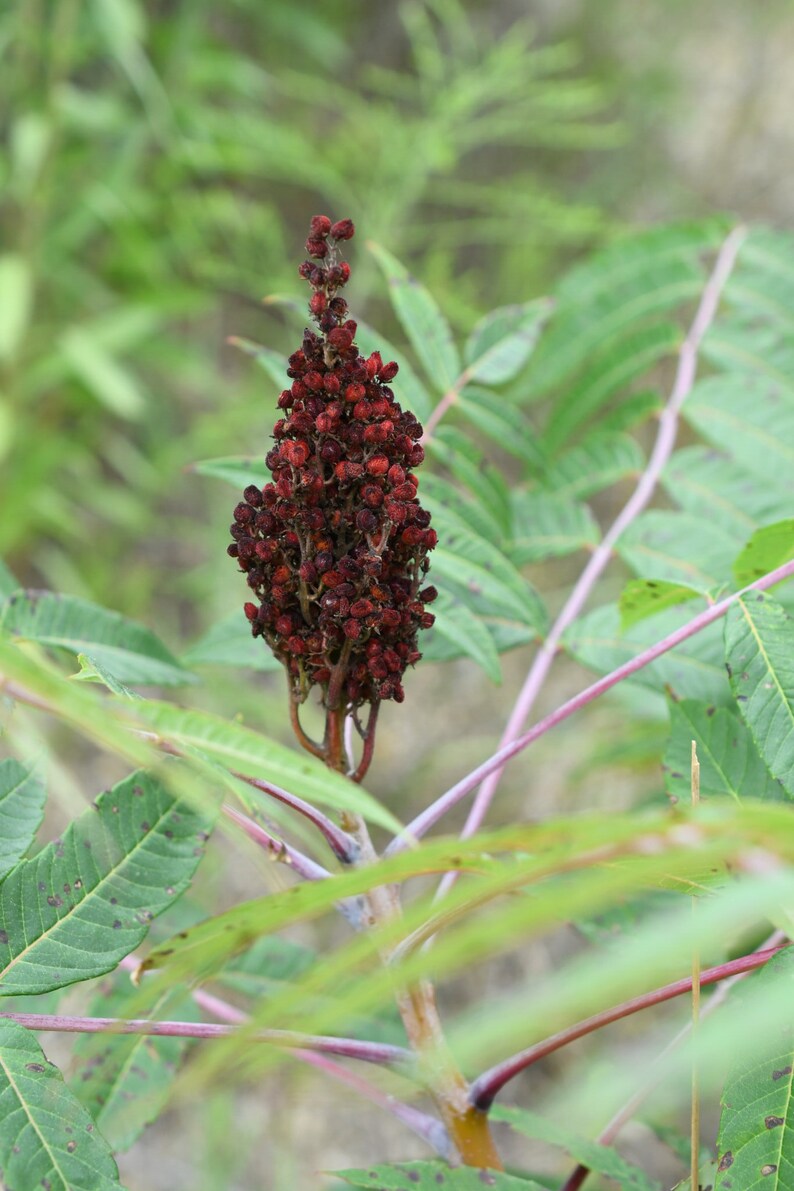 Rhus Glabra Smooth Sumac Native Plant Seeds - Etsy