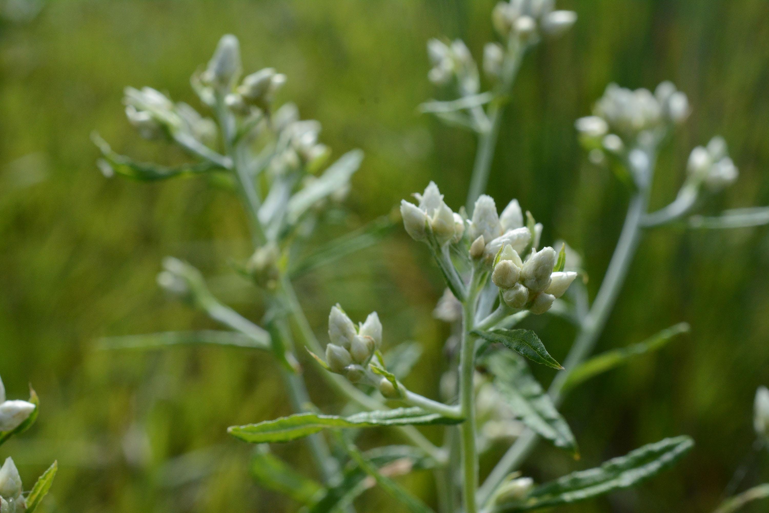 Pseudognaphalium Obtusifolium, Sweet Everlasting, Old-field Balsam ...