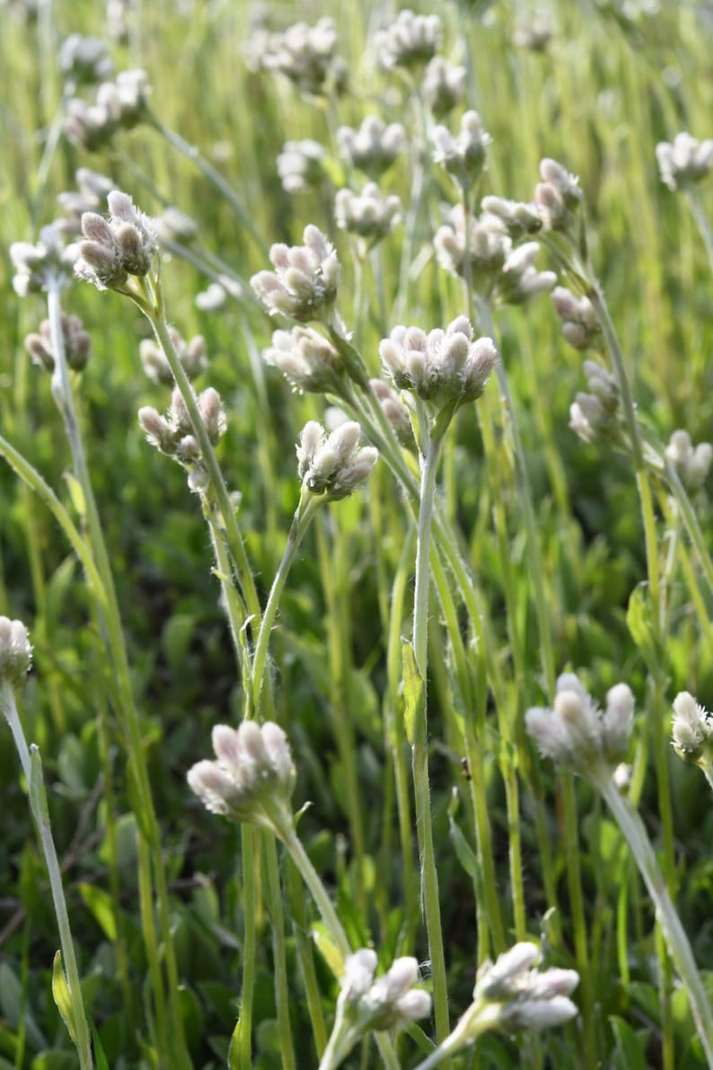 Antennaria Parlinii, Parlin's Pussytoes | Native Plant Seeds - Etsy