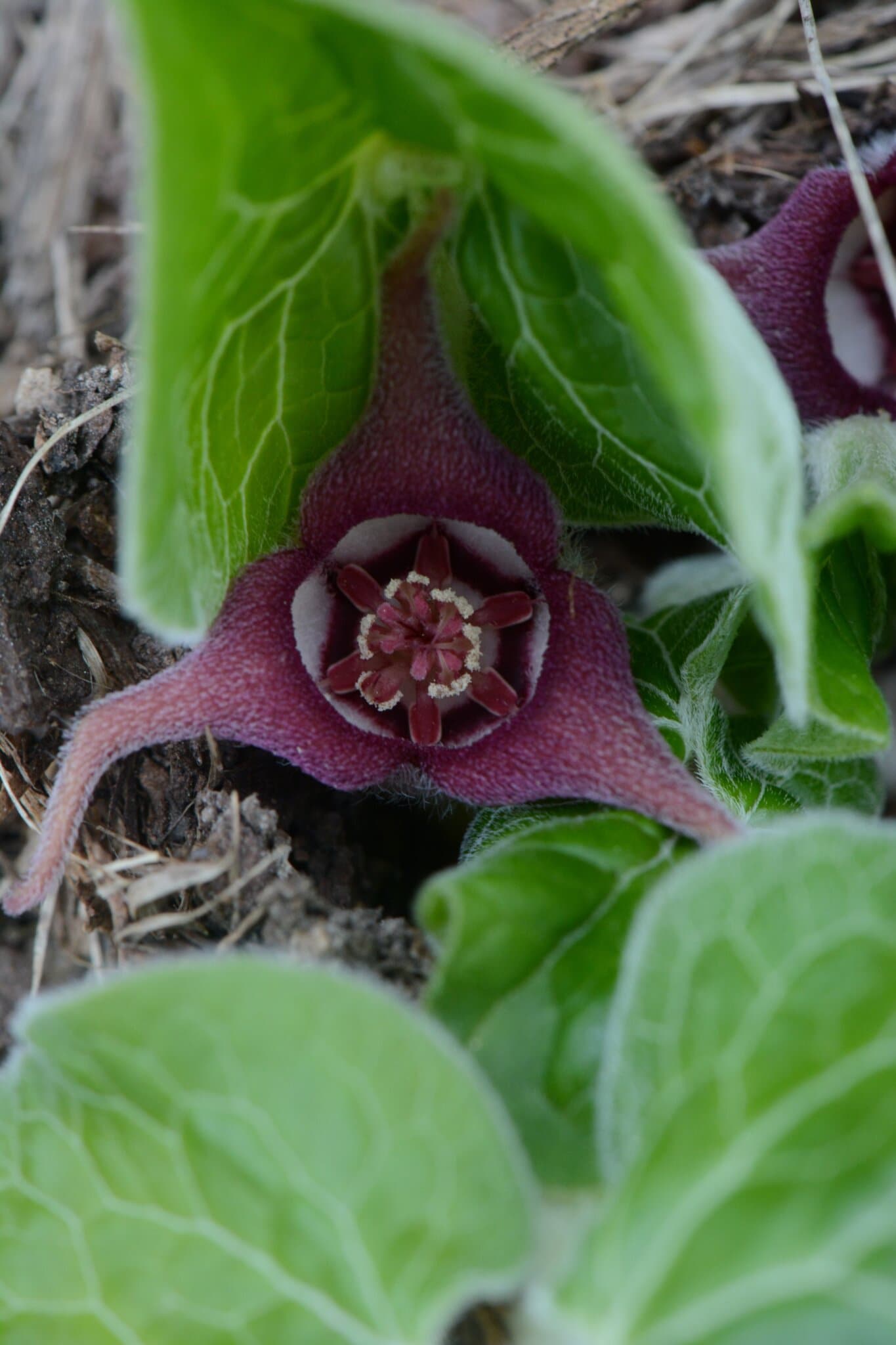 Asarum Canadense Wild Ginger Bare Root Native Plant - Etsy