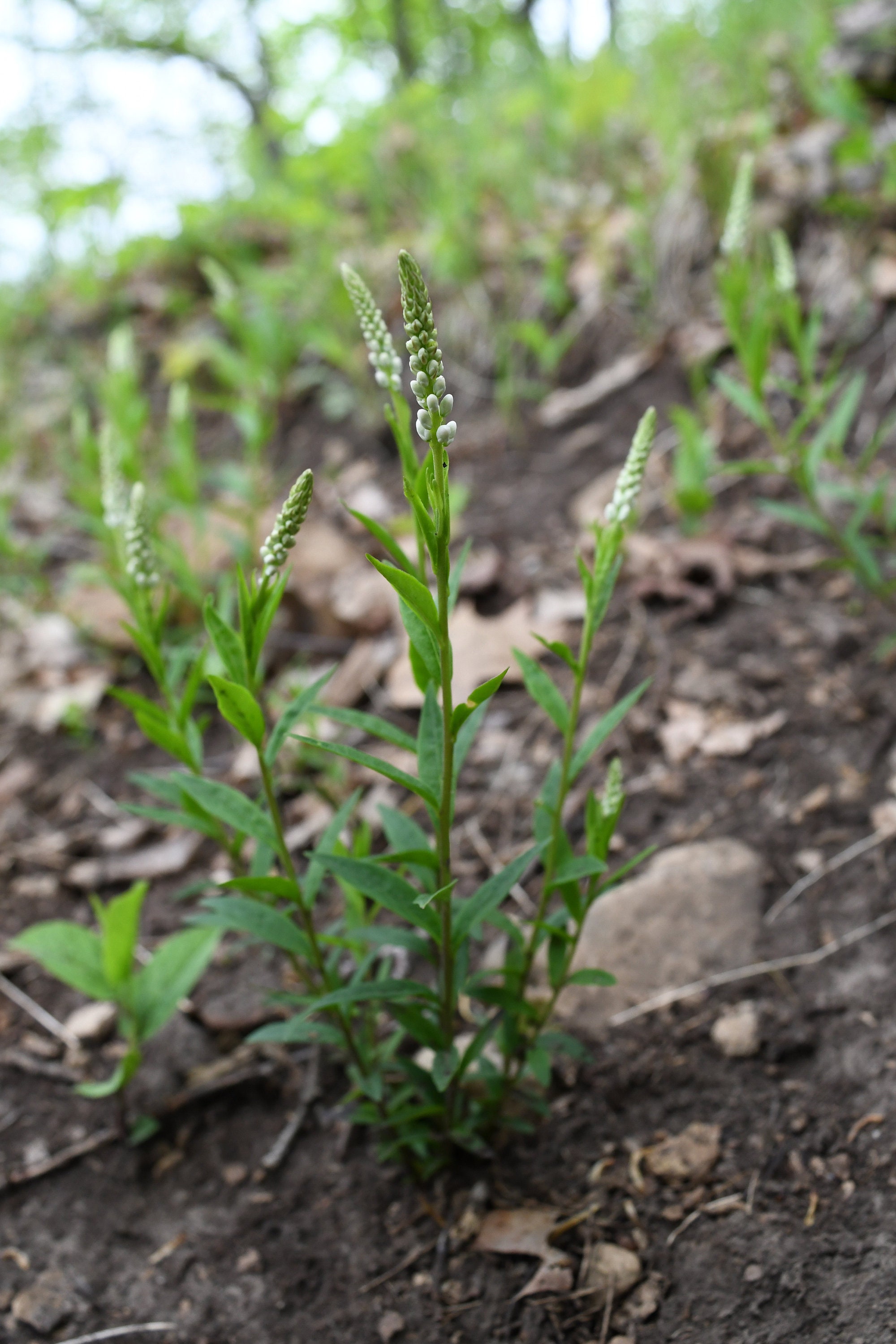 Seneca Snakeroot, Polygala Senega | Native Plant Seeds - Etsy