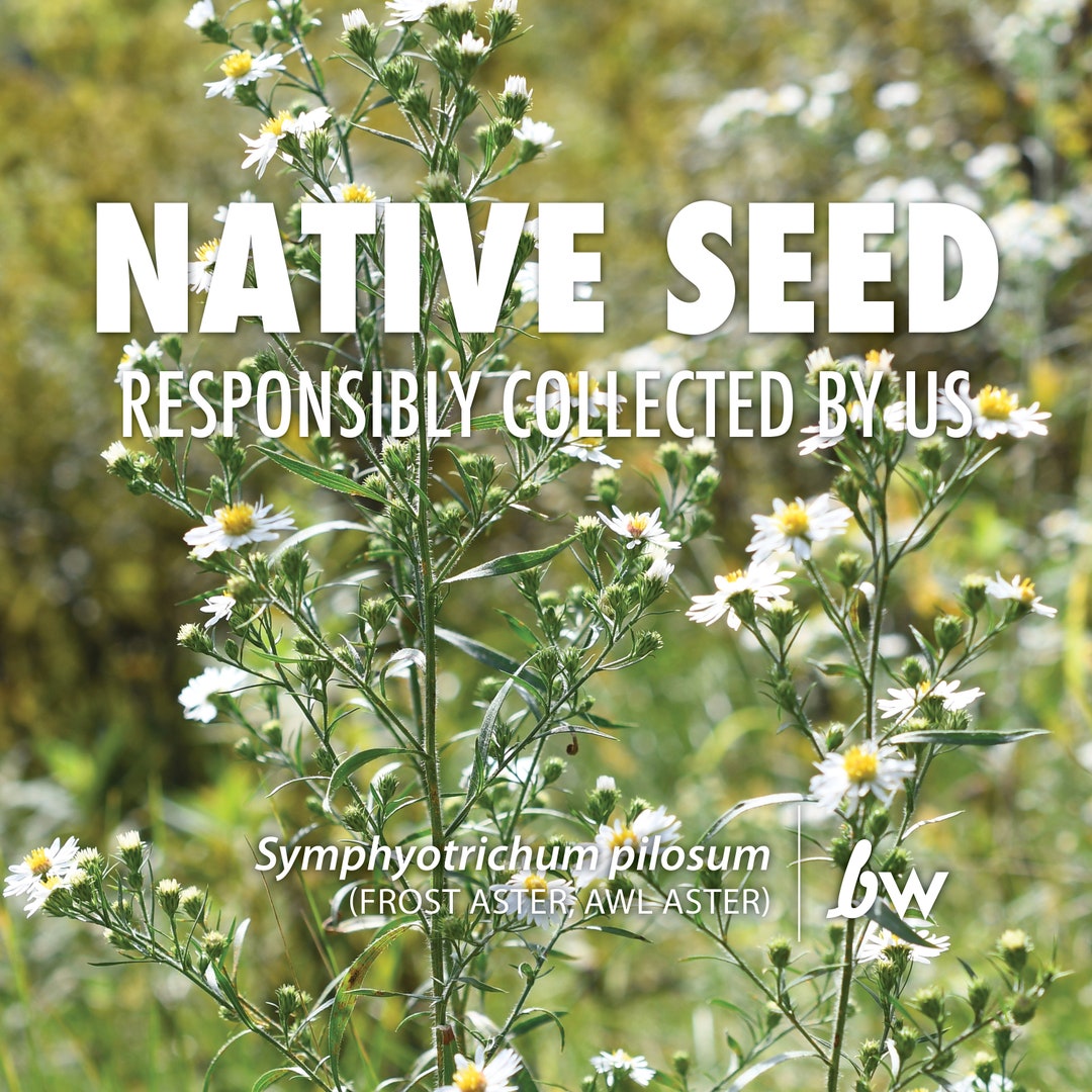 Symphyotrichum Pilosum, Frost Aster, Awl Aster | Native Plant Seeds - Etsy