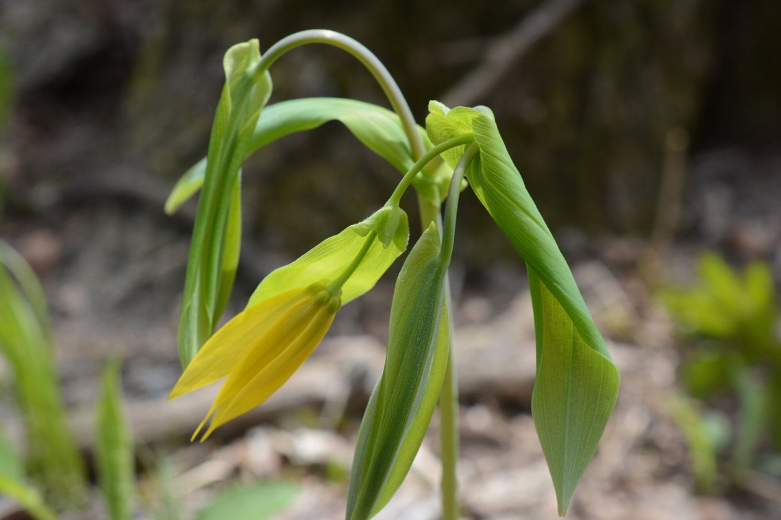 Large-flowered Bellwort Uvularia Grandiflora Native Plant - Etsy
