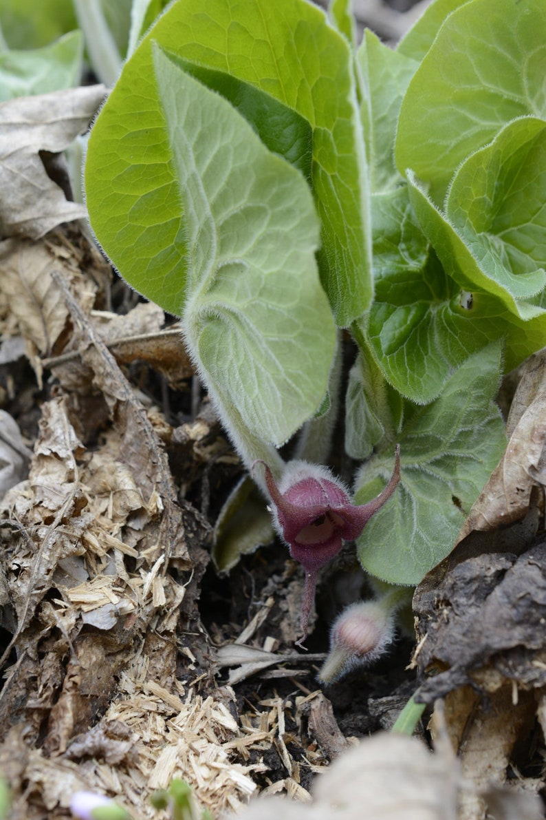 Asarum Canadense, Wild Ginger | Bare Root Native Plant - Etsy