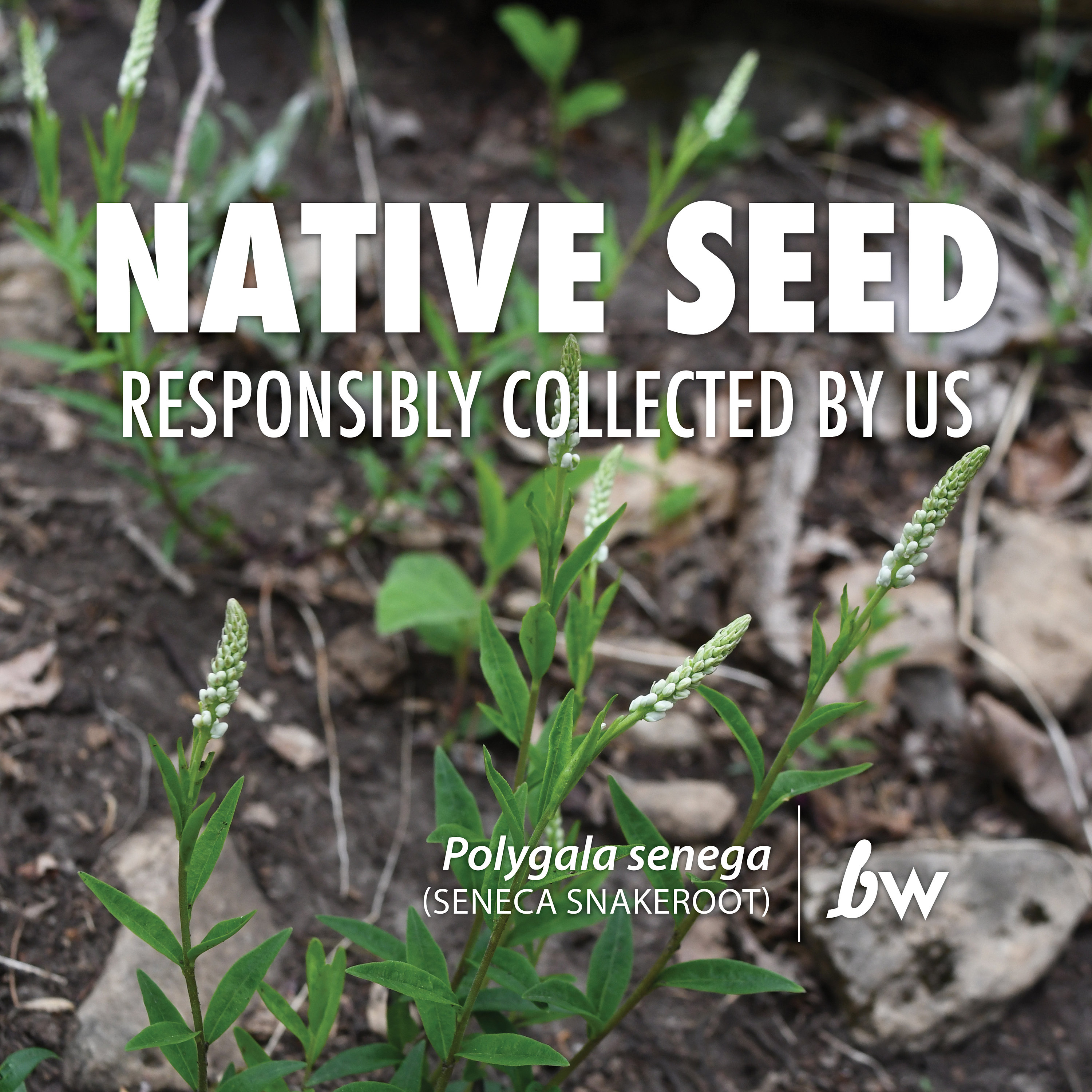 Seneca Snakeroot, Polygala Senega | Native Plant Seeds - Etsy