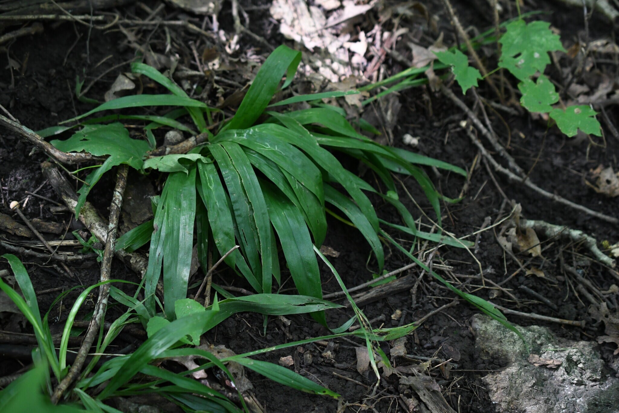 White Bear Sedge, Carex Albursina Native Plant Seeds - Etsy