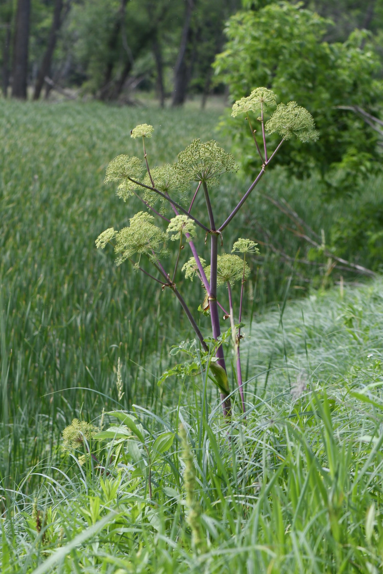 Angelica Atropurpurea, Angelica | Native Plant Seeds - Etsy