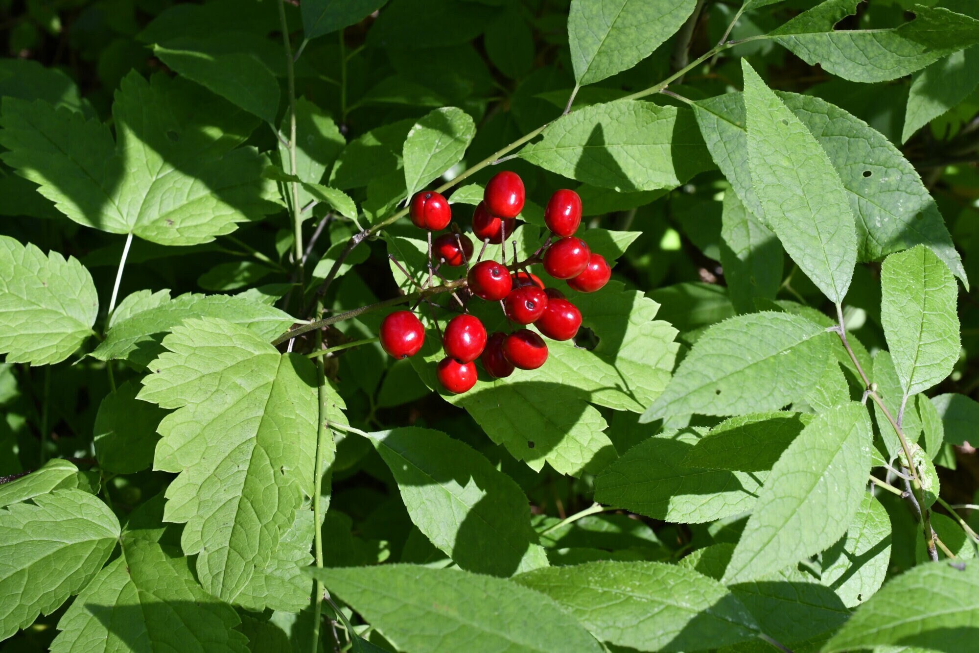 Red Baneberry Actaea Rubra Native Plant Seeds - Etsy