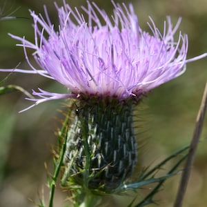 Cirsium Discolor, Field Thistle | Native Plant Seeds - Etsy