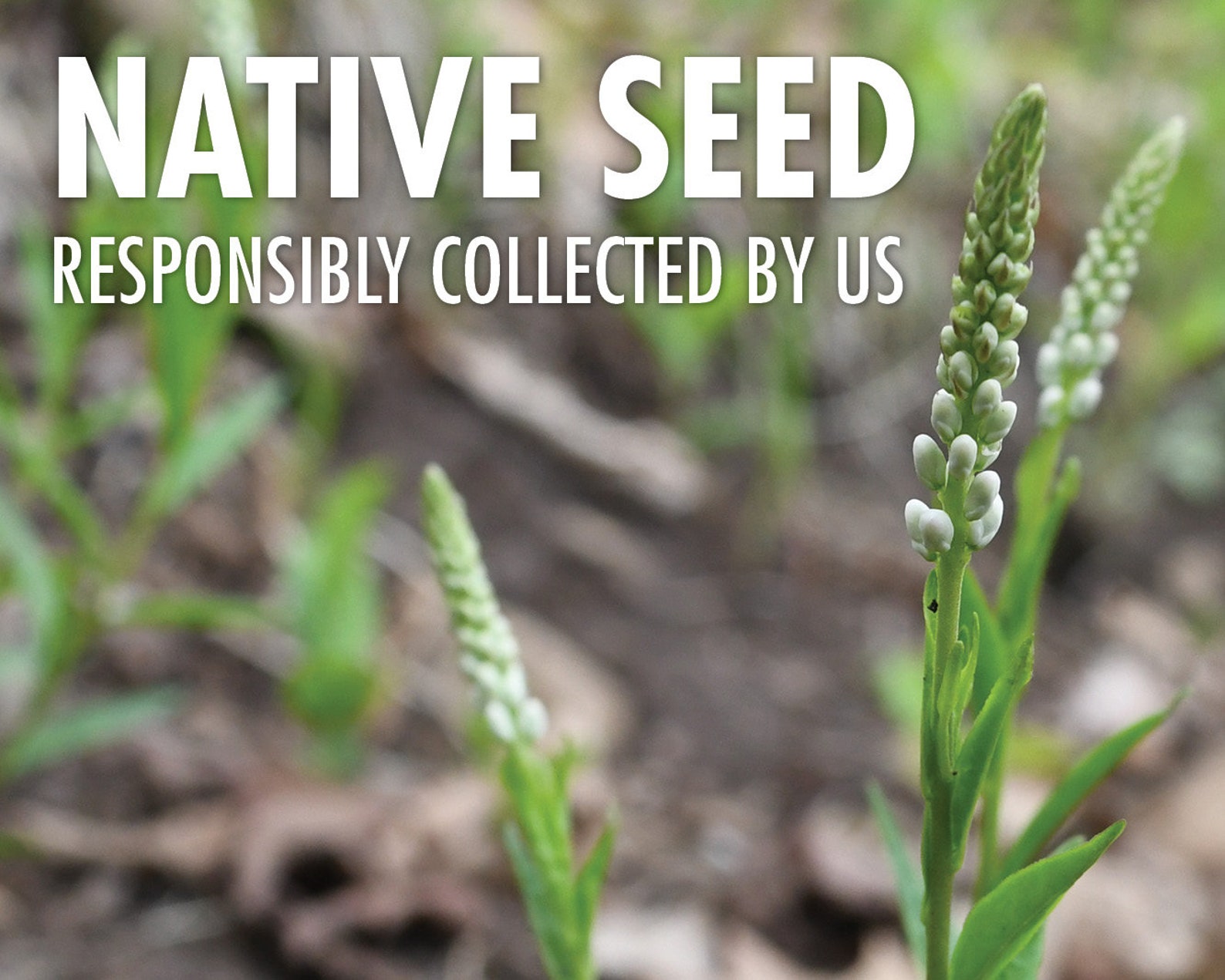 Seneca Snakeroot Polygala Senega Native Plant Seeds | Etsy